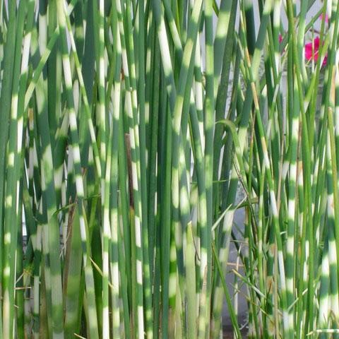 Reeds and Rushes - Hardy Bog Plants