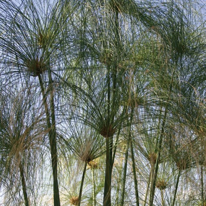 Papyrus - Tropical Bog Plants